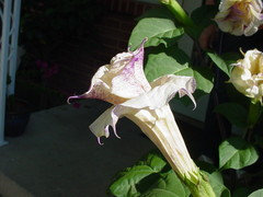 Angel Trumpet Seed Pods | Houzz Forum