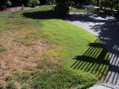 UC Verde buffalo grass questions | Houzz Forum