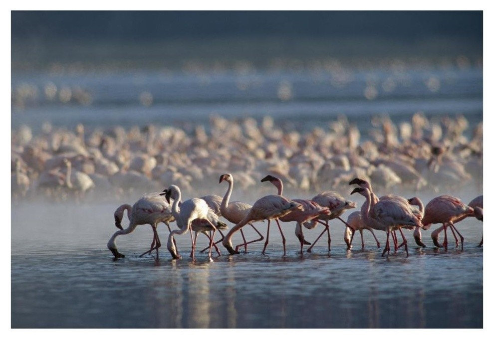 "Lesser Flamingos feeding in shallow waters of Lake Bogoria" Paper Art ...