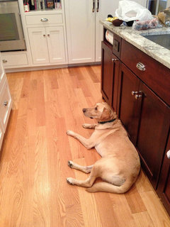 Am I the only one tripping over my dog?