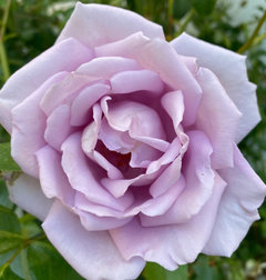 Who Grows Moonlight Magic HT Rose?