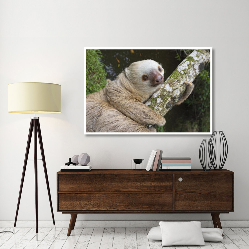 "Hoffmann's Two-toed Sloth, Aviarios Sloth Sanctuary" Paper Art, 62"x42 ...