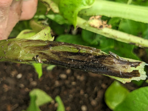 rotting potato vines