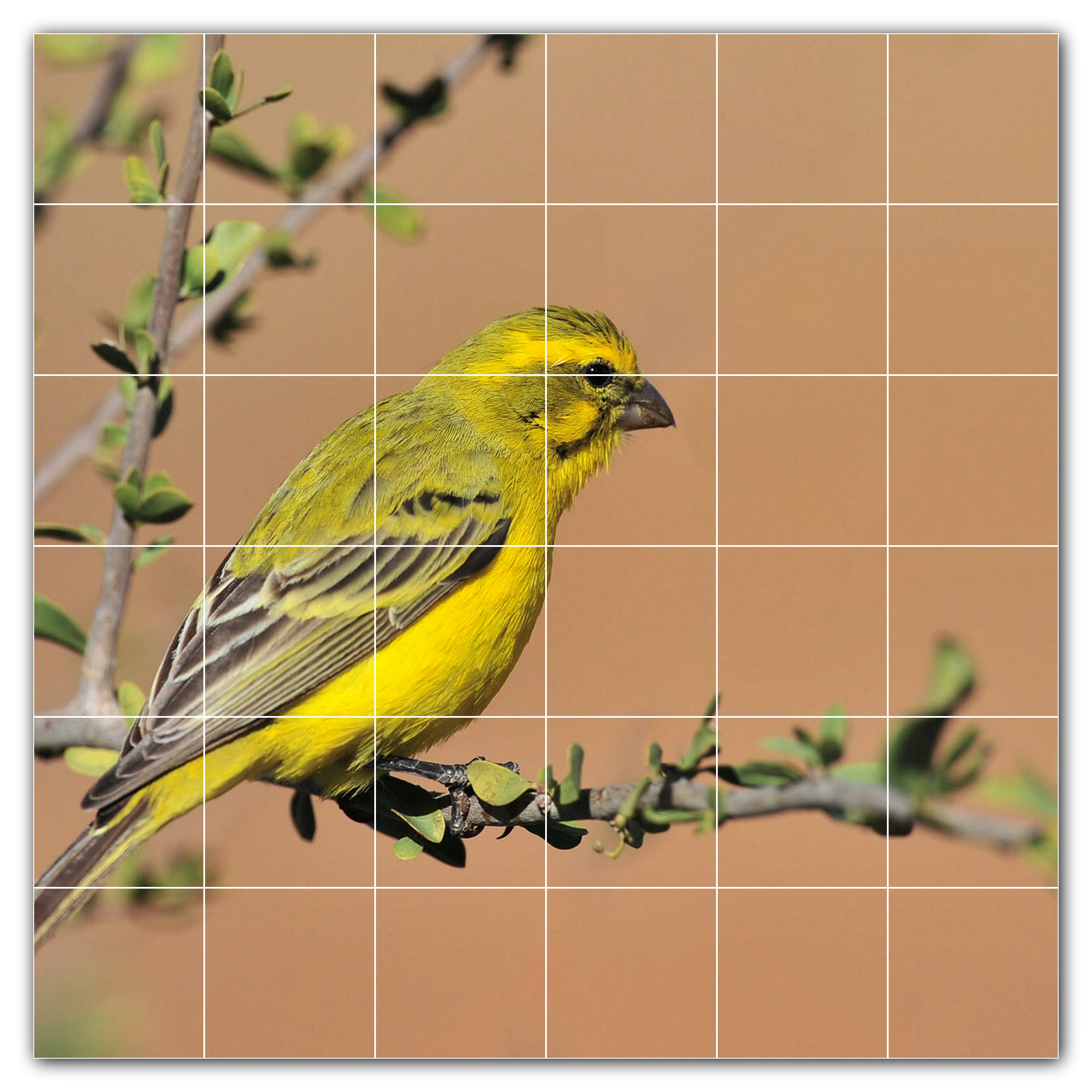 Bird Ceramic Tile Wall Mural HZ500186, 72" Wide x 72" High ...
