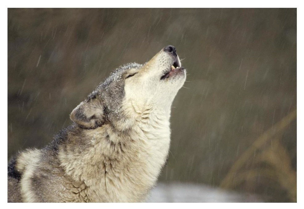 "Timber Wolf howling, temperate North America" Print by Gerry Ellis, 20 ...