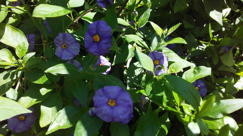 Is this purple flower potato bush (Solanum rantonnetii)?