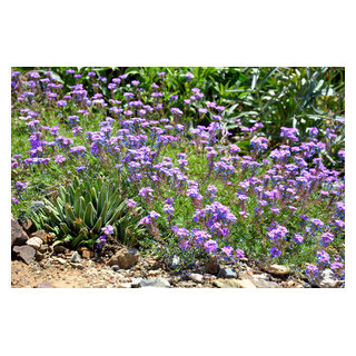 Southwestern Plants - American Southwest - Garden - Phoenix - by Noelle ...