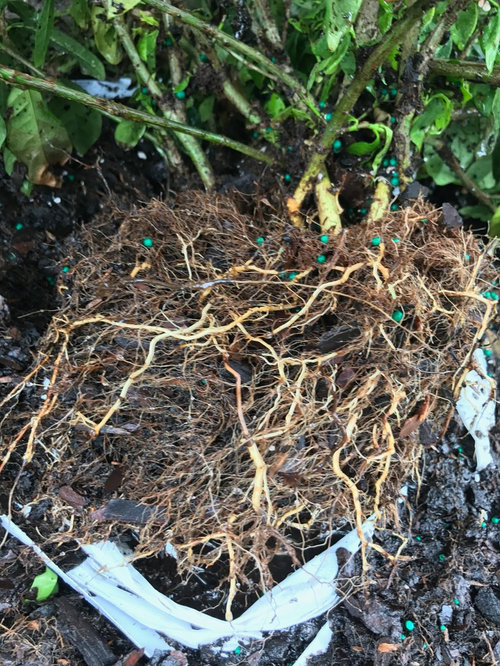 Gardenia help - replanted some root rot