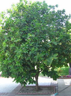 Wax Jambu in California?