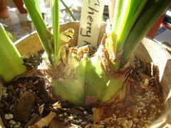 How to avoid splitting bulbs?