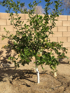 What to paint the lemon tree trunk to avoid sunburn