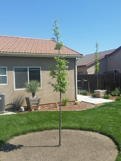 Quercus Urban Pinnacle oak tree