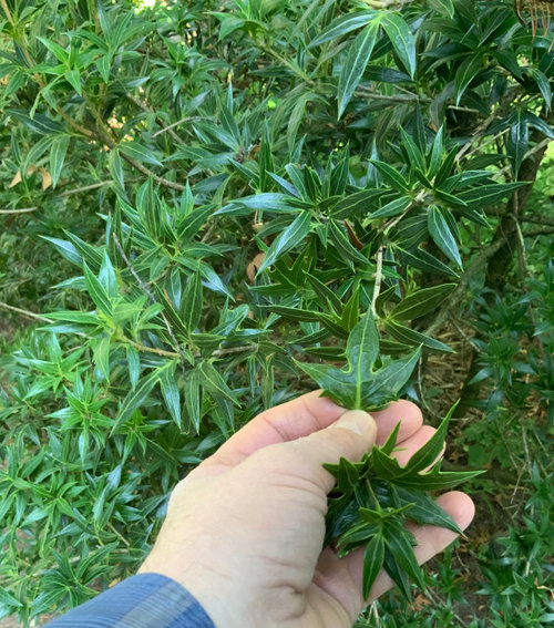 Evergreen shrub with prickly holly-like leaves in Portland