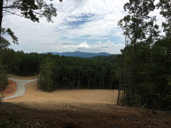 Black Locust trees keep dying.