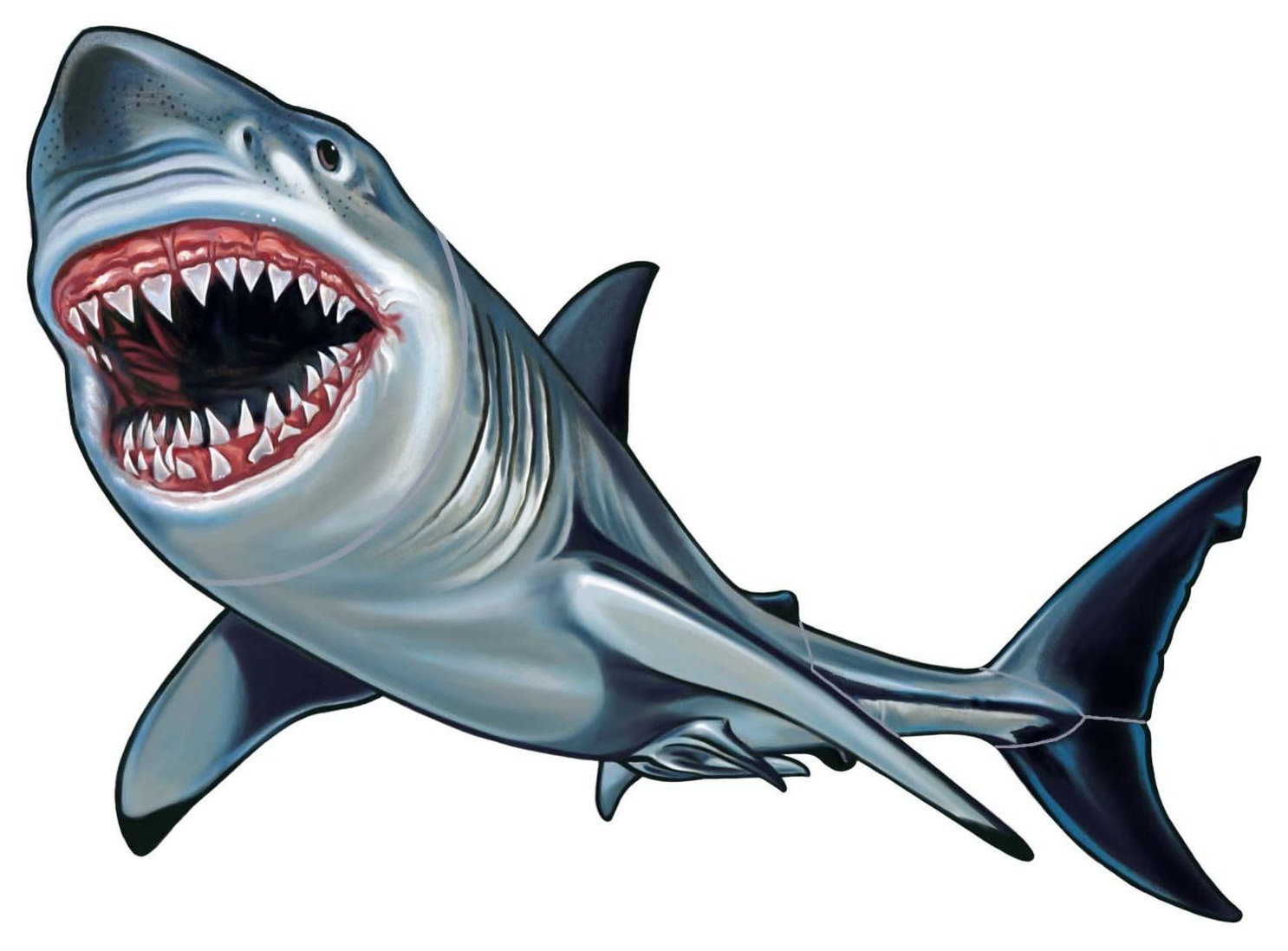 Shark Porcelain Swimming Pool Mosaic, 32"x18" - Beach Style - Accent ...