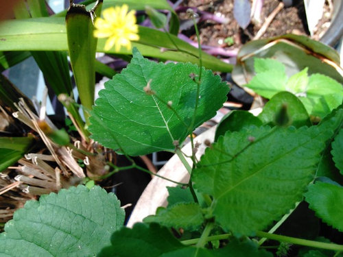 Weed causes allergic reaction what is it?