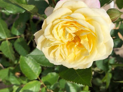 2019 USA New Rose Introductions | Houzz Forum