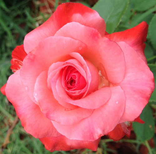 Show your MULTI-COLOR/BI-COLOR ROSES