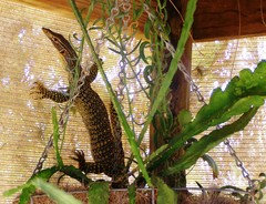 Show us your outdoor dunny! | Houzz AU