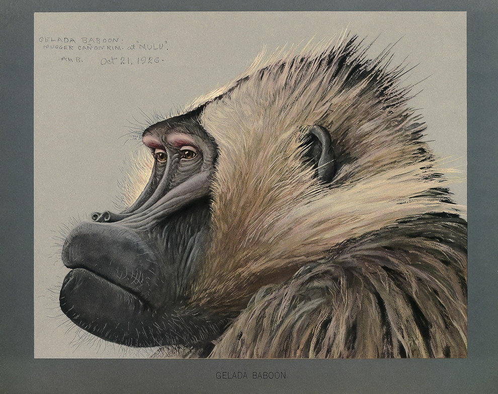 Abyssinian Gelda Baboon Print, 16" x 20" - Contemporary - Prints And ...