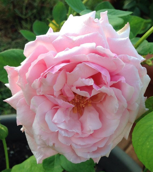 Time to share your Pink Roses | Houzz Forum