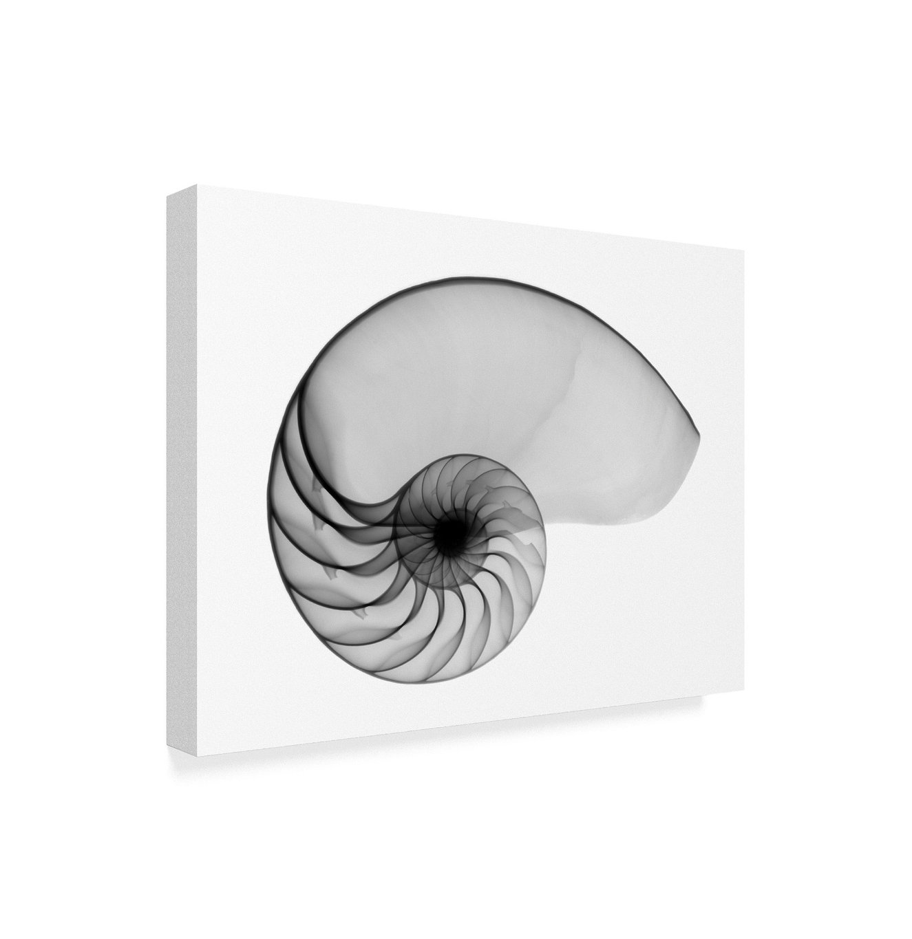 Bert Myers 'Nautilus Shell Lite X Ray' Canvas Art, 24"x32" - Beach ...