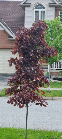 Should I Be Worried About My Red Maple Tree