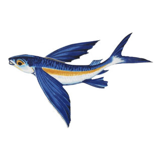 Flying Fish B Porcelain Swimming Pool Mosaic, 8"x5" - Beach Style ...