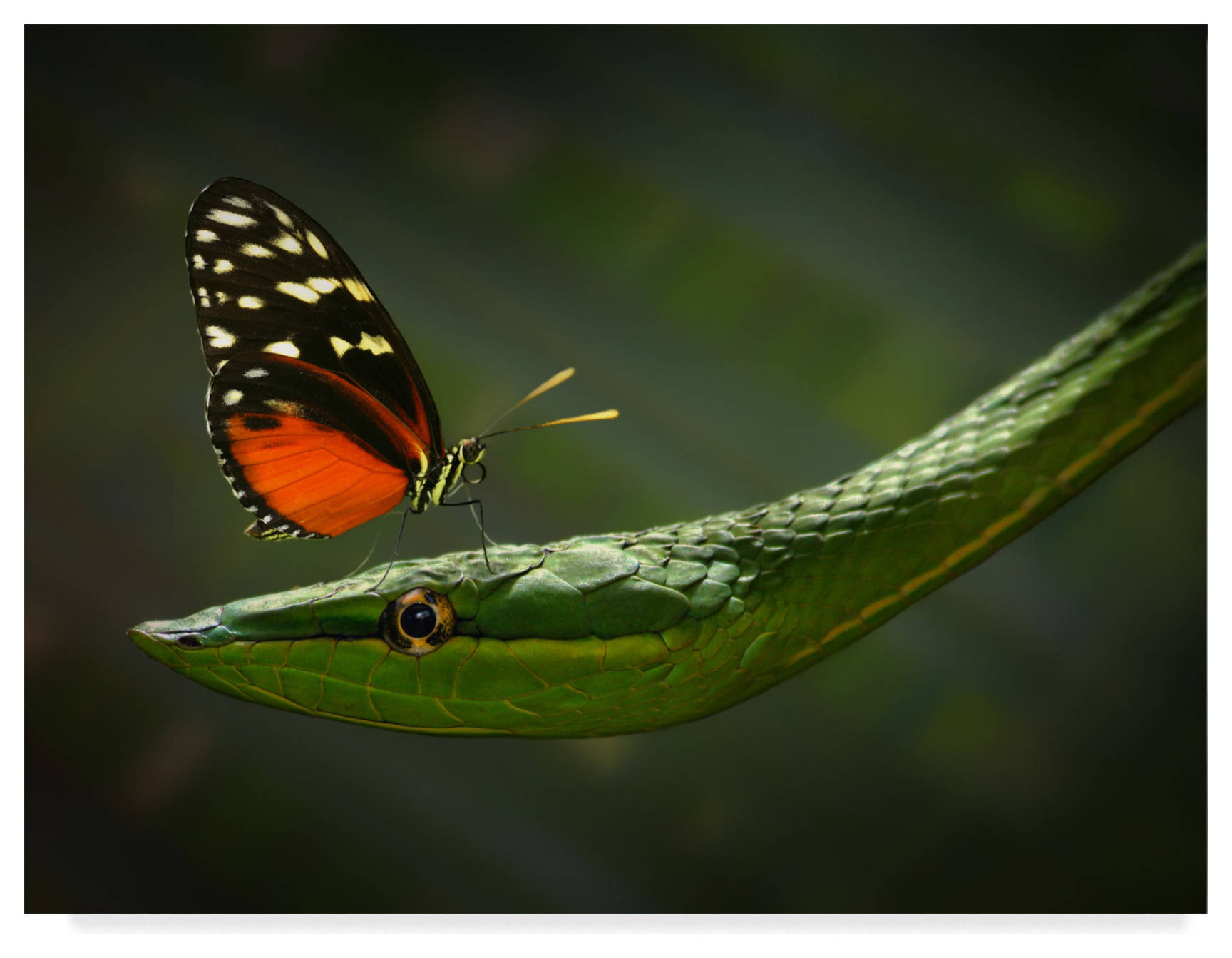 Jimmy Hoffman 'Safe Spot' Canvas Art, 32"x24" - Contemporary - Prints ...