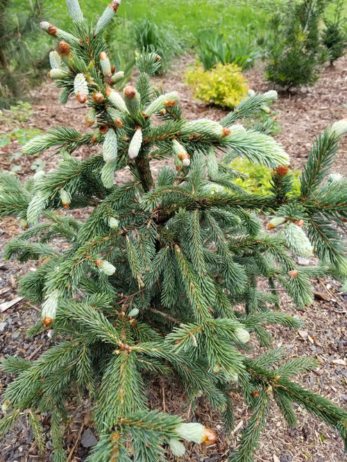 Spring Conifer Buds