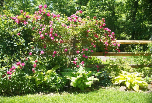 Roses and hostas, playing well together