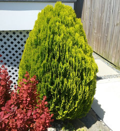 Pusch Dwarf Norway Spruce - Cutest conifer ever!