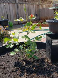 Yellowing leaves on newly planted roses