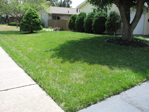 just a little worried about my ttf lawn