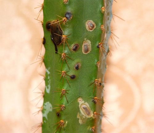 Identifying cause of lesions on cactus