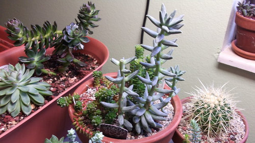 Pachyphytum compactum cutting?