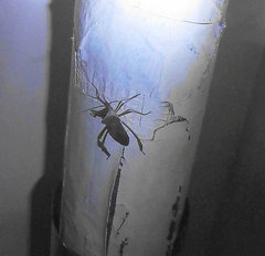 Yikes! What is this bug?