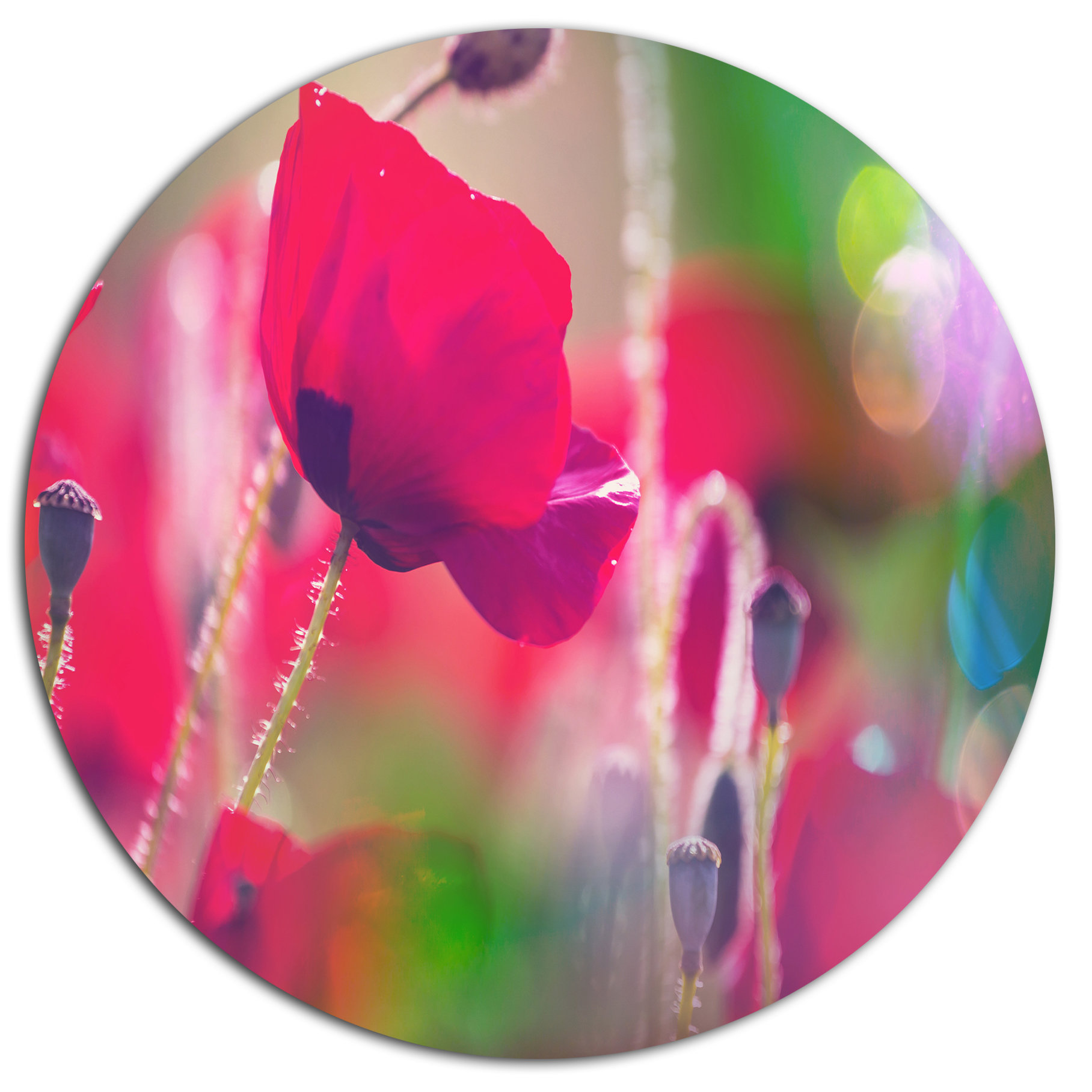 Close-Up View Of Red Poppy Flowers, Modern Flower Round Wall Art, Disc ...