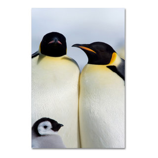 "Three Penguins" by Robert Harding Picture Library, Canvas Art, 16"x24 ...