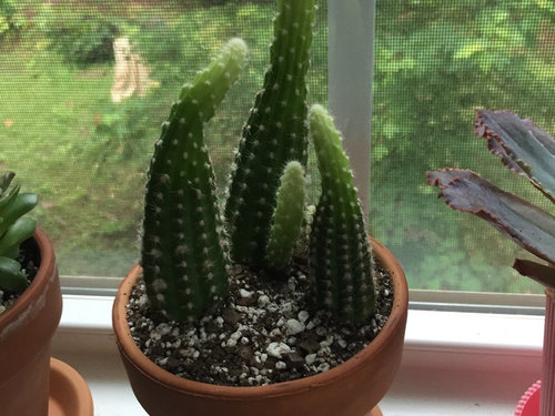 Elongated rose quartz cactus