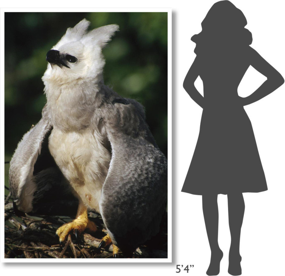 Harpy Eagle Juvenile In Nest Taking A Threat Posture, Amazonian Peru ...