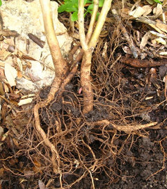 What is this Crape Myrtle's problem????