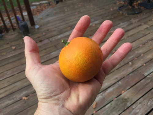 US-852 hardy Citrandarin