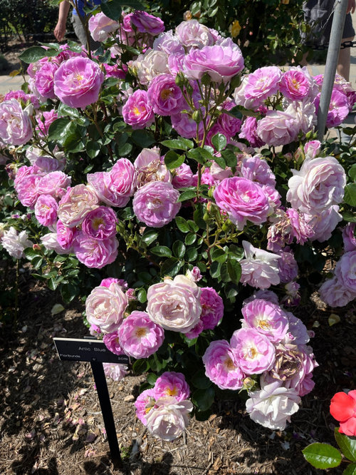 Arctic Blue rose storm!