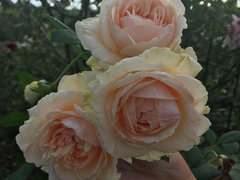 Pioneer Roses from Antique Rose Emporium | Houzz Forum