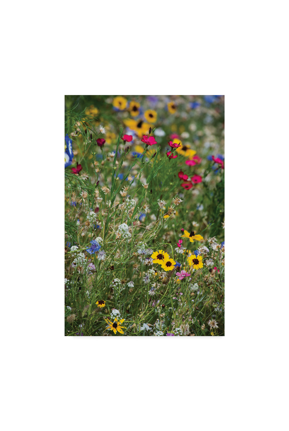 Kurt Shaffer 'Summer Wildflower Garden' Canvas Art, 12"x19" - Farmhouse ...