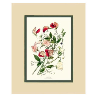 Vintage Botanical Flower Art : Sweet Pea, 5x7 Print - Traditional ...