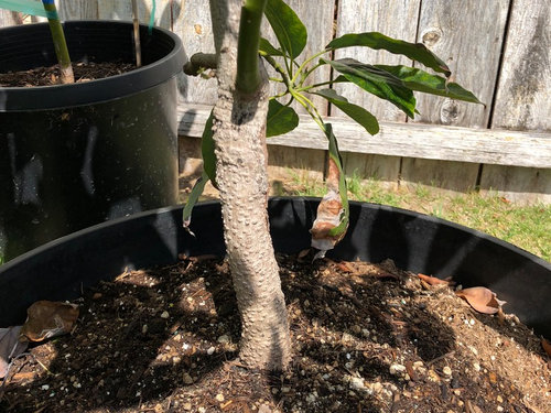 Root rot on my avocado tree? | Houzz Forum