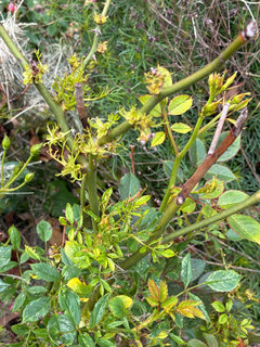 ?RRD - a multiflora rose in the neighborhood.