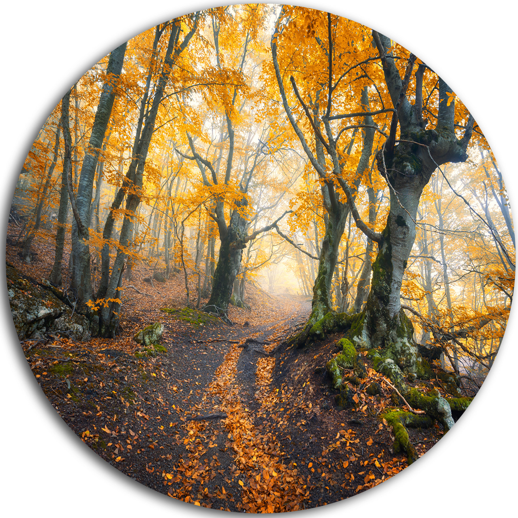Dark Yellow Old Forest in Fog, Landscape Photo Round Metal Artwork ...